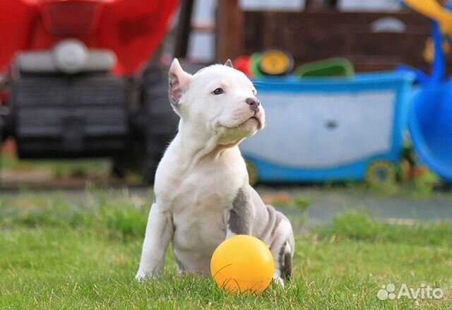 Продаётся «синий» мальчик стаффик