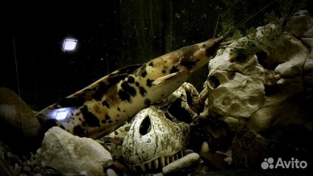 Сом - Клариас