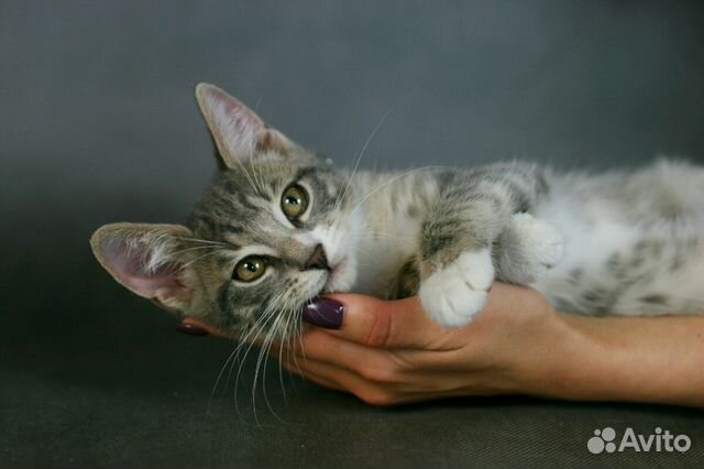 Мартин 3 месяца