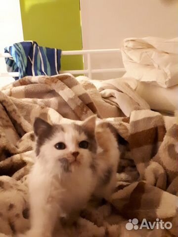 Котенок пушистый трехцветный
