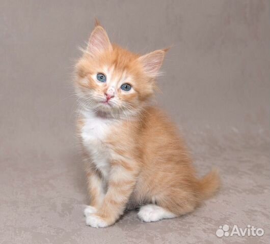 Котенок Кеша