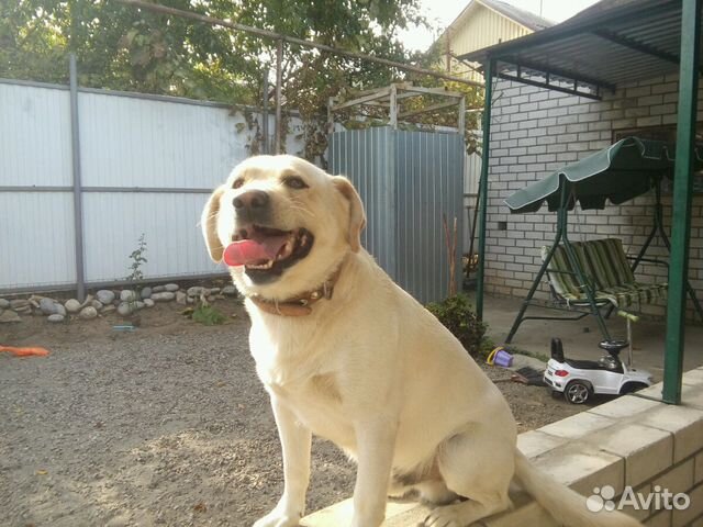 Лабрадор приглашает на вязку