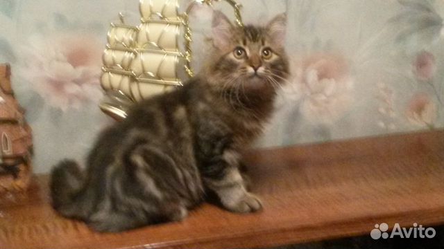 Сибирский котенок