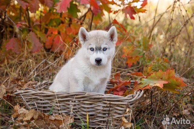 Ждёт хозяина