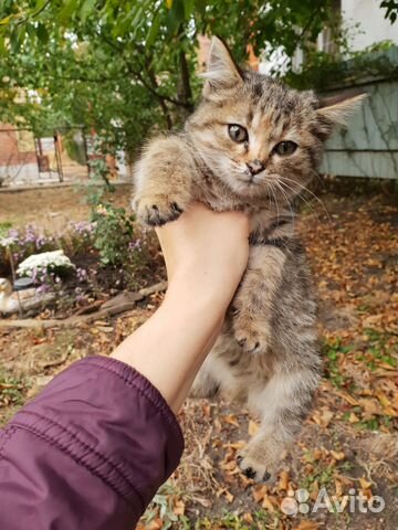 Чудесный, ласковый котенок