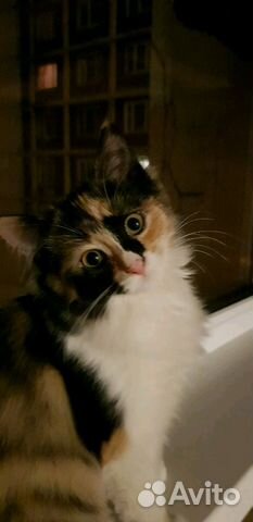 Котёночек Ёшенька