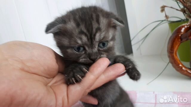 Шотландские вислоухие котята голубые и полосатики