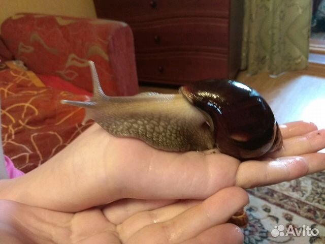 Улитки Ахатины (улитята)