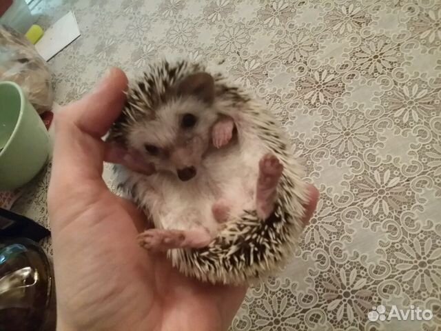 Африканские карликовые ежи