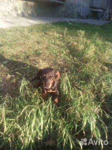 Продам щенка