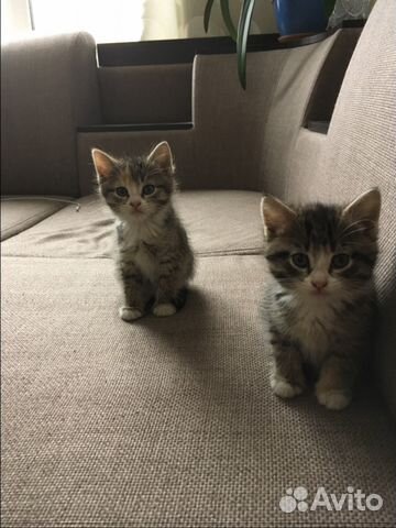 Девчонок в добрые руки