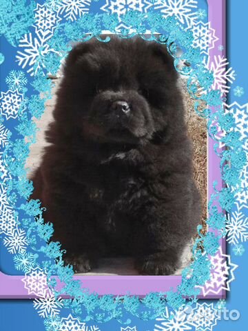 Продаётся чау-чау девочка 2 месяца