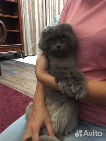 Шикарный Шотландец