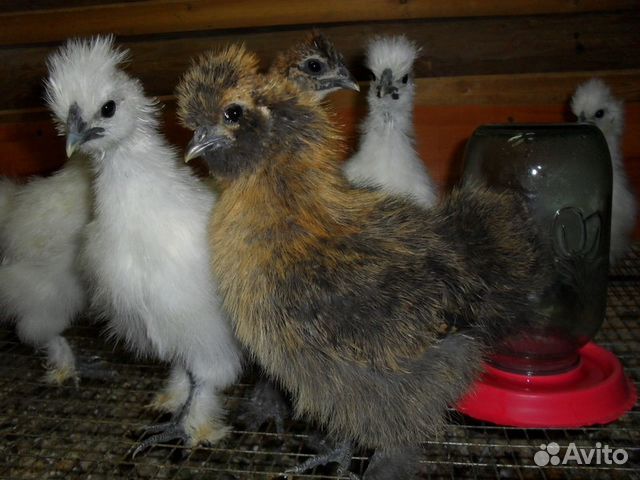Китайские пуховые шелковые курицы 2.5месяца