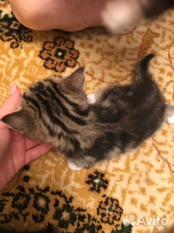 Продам шотландских чистокровных котят