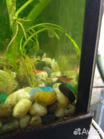 Креветки чери