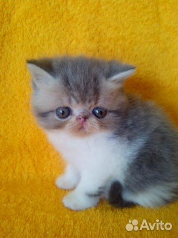 Котята экзотические