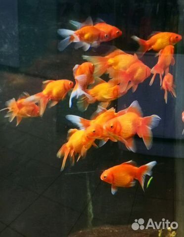 Аквариумная рыбка - Золотая рыбка