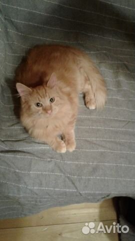 Котенок 5 мес