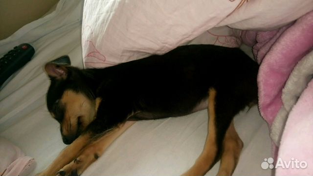 Продам той терьера