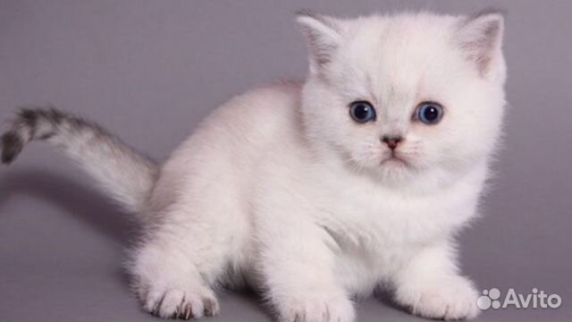 Шотландская белоснежка страйт