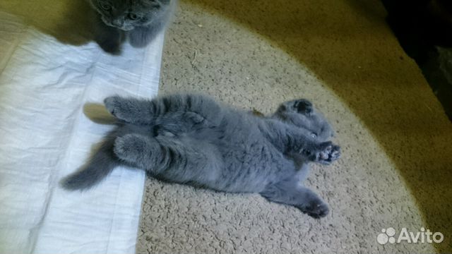 Котята клубные вислоухие