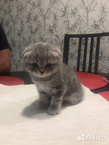 Шотландская скотиш фолд
