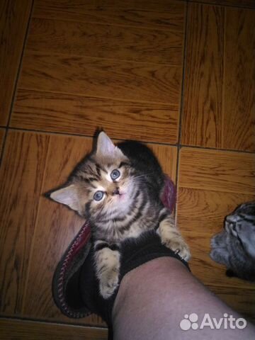 Котята 1.5 месяца