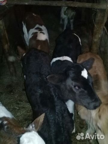 Телята на откорм