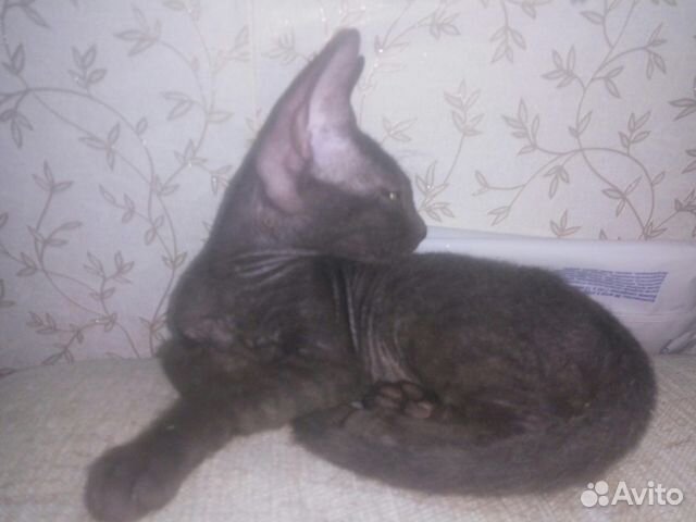 Котёнок канадского и донского сфинксов