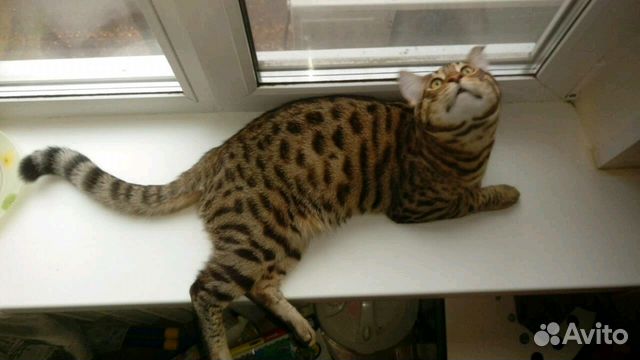 Котик Бенгал ищет новых хозяев