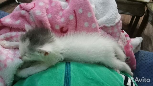 Котенок девчонка