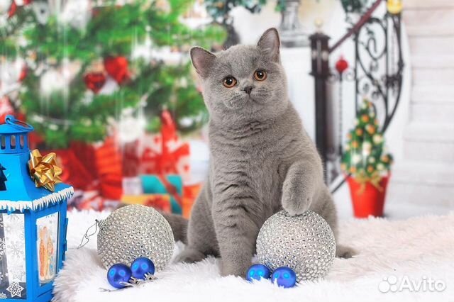 Его зовут Император