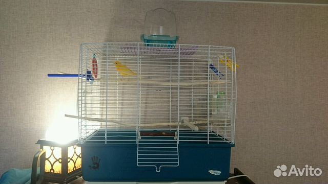 Кенар лимонный овсяночного напева с клеткой