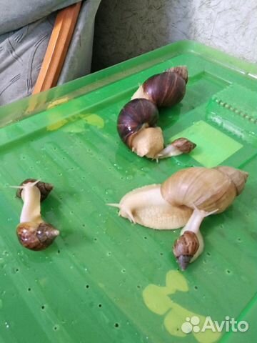 Ахатиночки