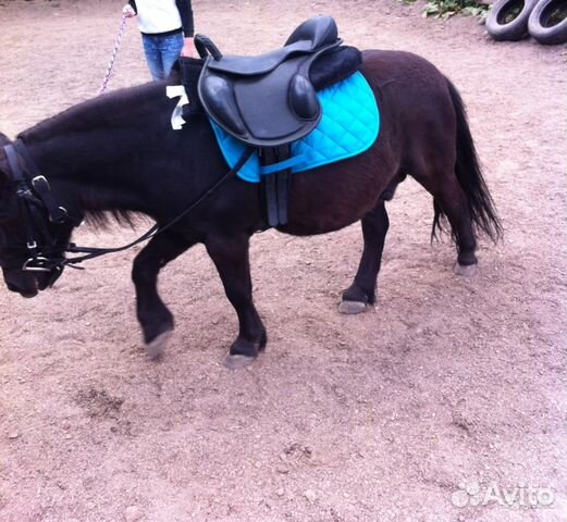 Продается пони (мерин)