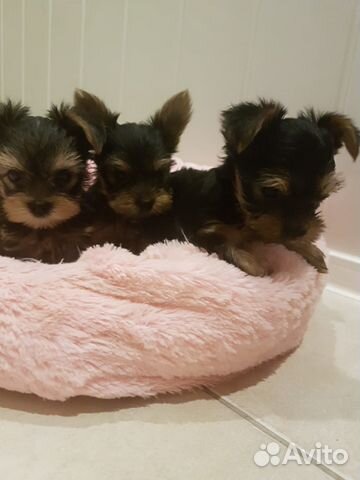 Йорширский терьер мини