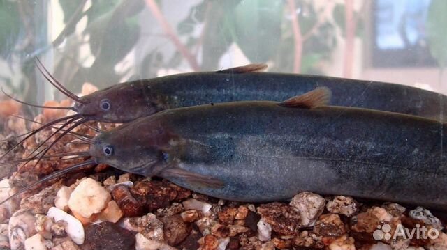 Мешкожаберный сом