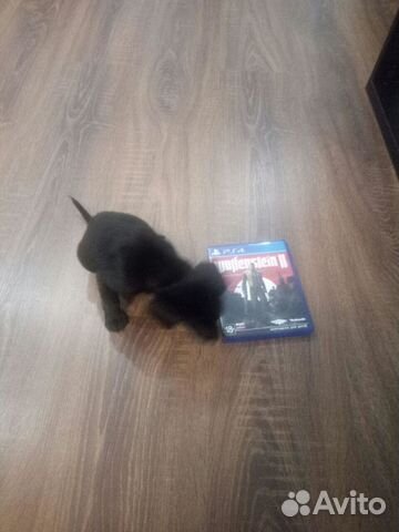 Отдам щенка английского спаниеля