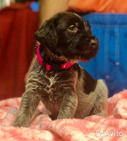 Продажа - щенки немецкого дратхаара