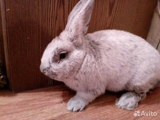 Кролик белое серебро