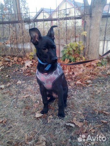 Ищет дом супер щенок Сенечка