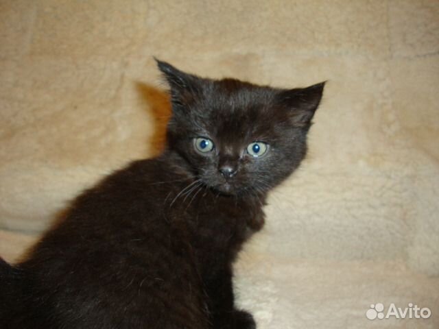 Очаровательный котенок от британской кошки