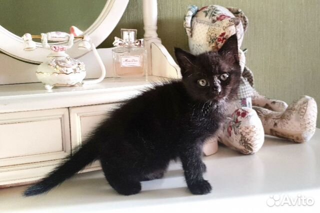 Черный котенок в добрые руки