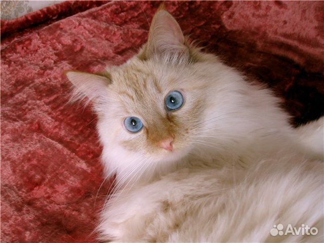 Амурчик ищет свой дом