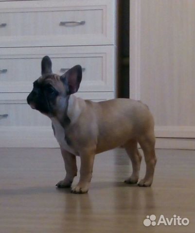 Щенок француза