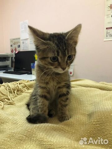 Котенок в добрые руки