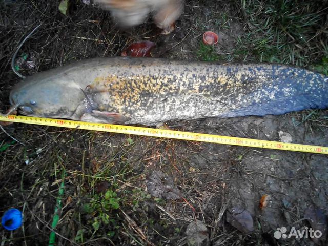 Производители сома европейского