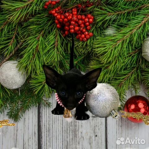 Ориентальные крошки