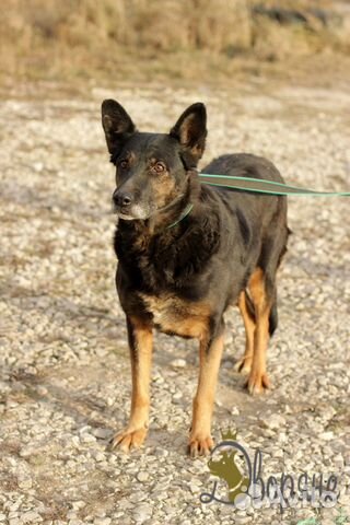 Ласковая Бэлла в дар